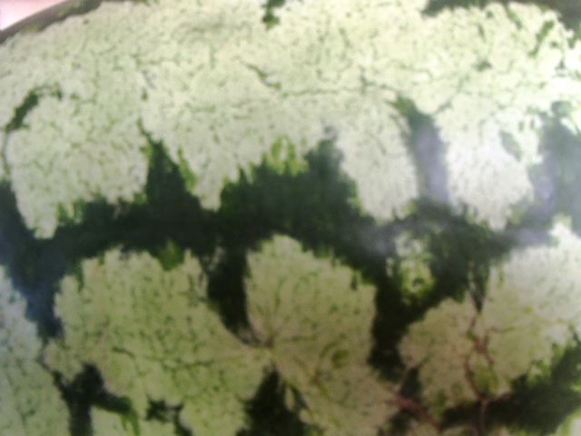 RARE CHAMPAGNE WATER MELON SEEDS 4 SALE HERE ONLINE OZ $8 + P/P ...