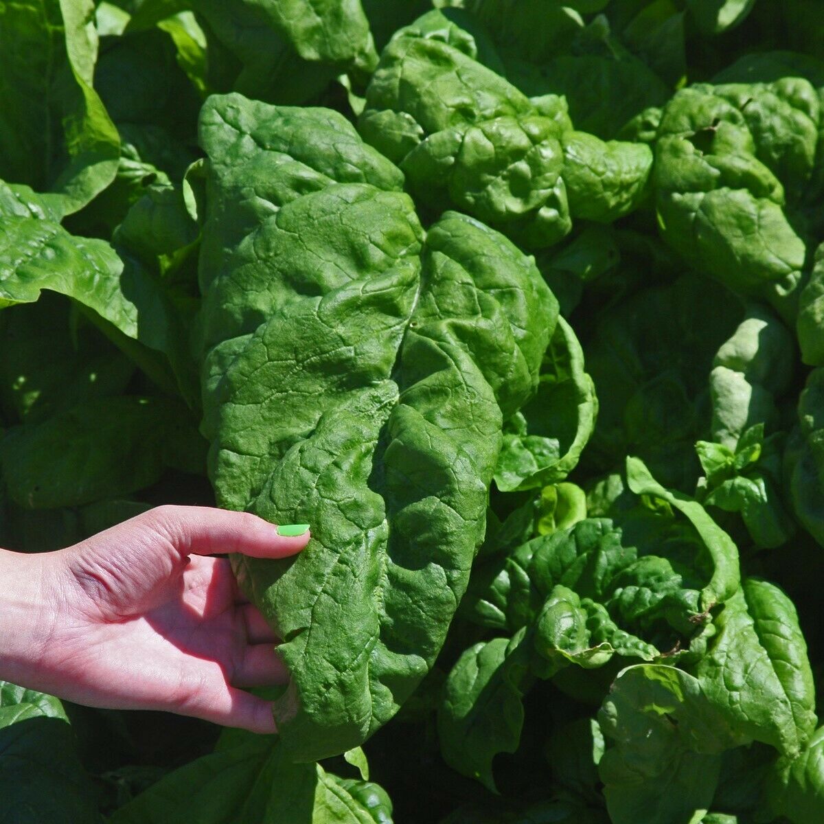 GIANT SPINACH VIROFLAY LEAFY VEGETABLE SEEDS 4 SALE HERE OZ ONLINE $4 ...