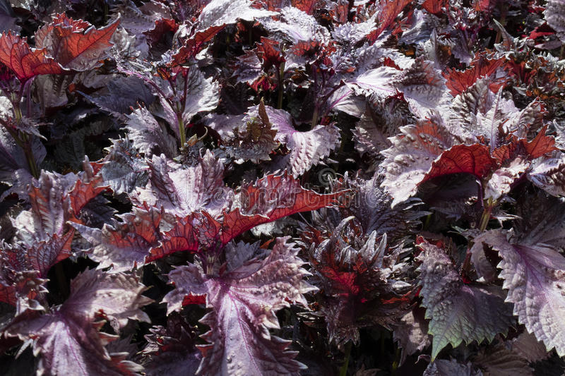 PERILLA RED JAPANESE CHINESE-KOREAN SHISO LEAF VEG. SEEDS 4 SALE OZ $4 ...