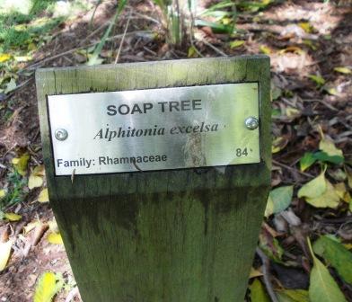 AUSTRALIAN NATIVE SOAP TREE Alphitonia excelsa SEEDS 4 SALE OZ $4 +p/p ...