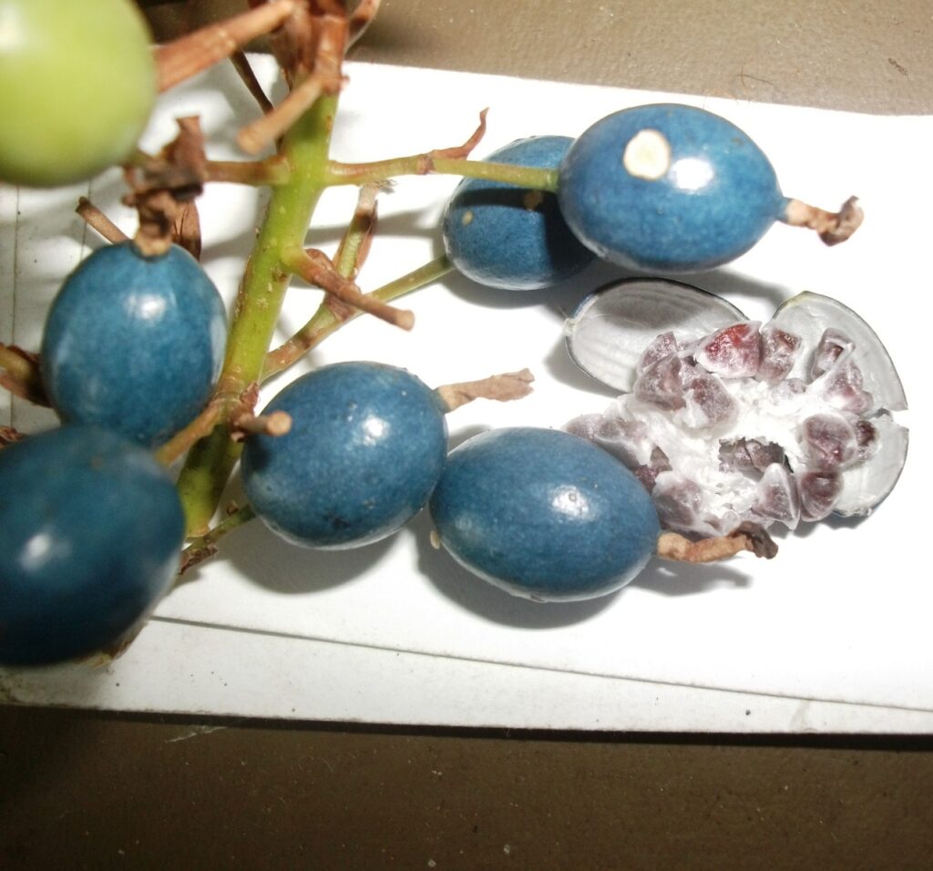 Alpinia caerulea Native Ginger, blue Seeds 4 sale OZ $4+p/p – Sunblest ...