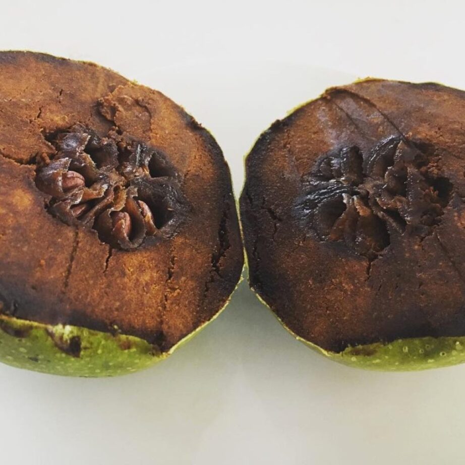 Chocolate Pudding Fruit: An Investigation info Article – Sunblest Products