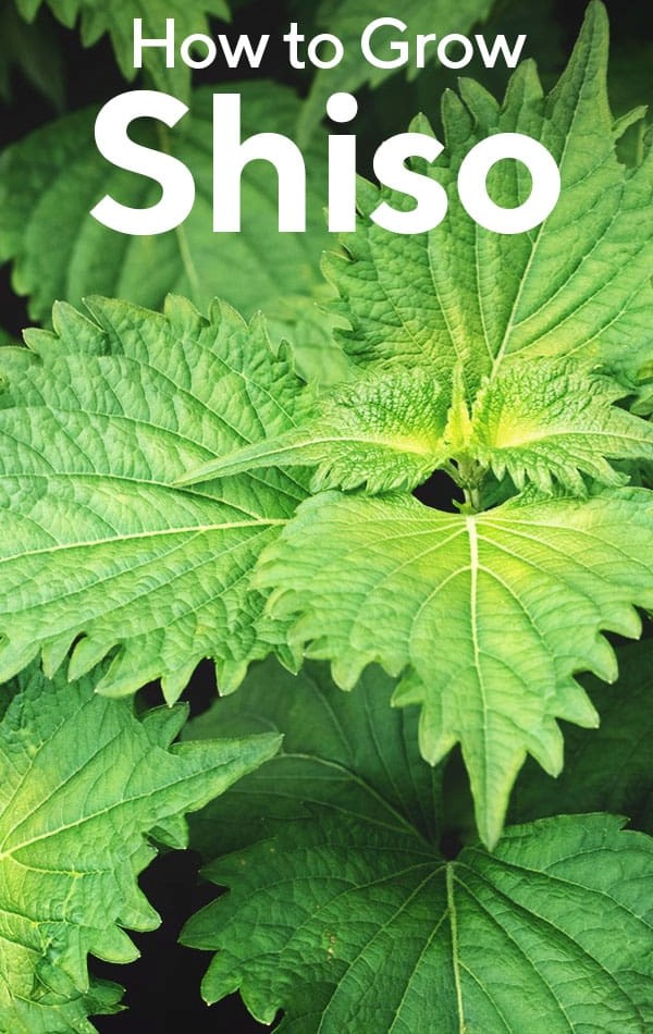 How to Grow Shiso Green Leaf Korean Vegetable in Your Garden Info guide ...