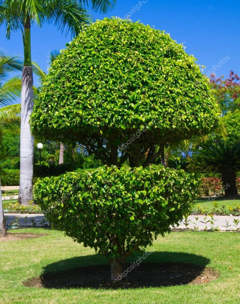 WEEPING BENJAMINA FICUS TREES IN VARIOUS SIZES IN GROW-BAGS 4 SALE QLD ...