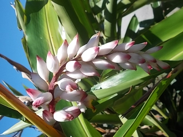 ORNAMENTAL SHELL GINGER RHYZOMES & PLANTS IN VARIOUS SIZES PRICES VARY ...