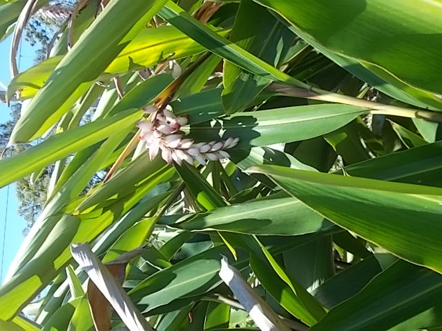 ORNAMENTAL SHELL GINGER RHYZOMES & PLANTS IN VARIOUS SIZES PRICES VARY ...