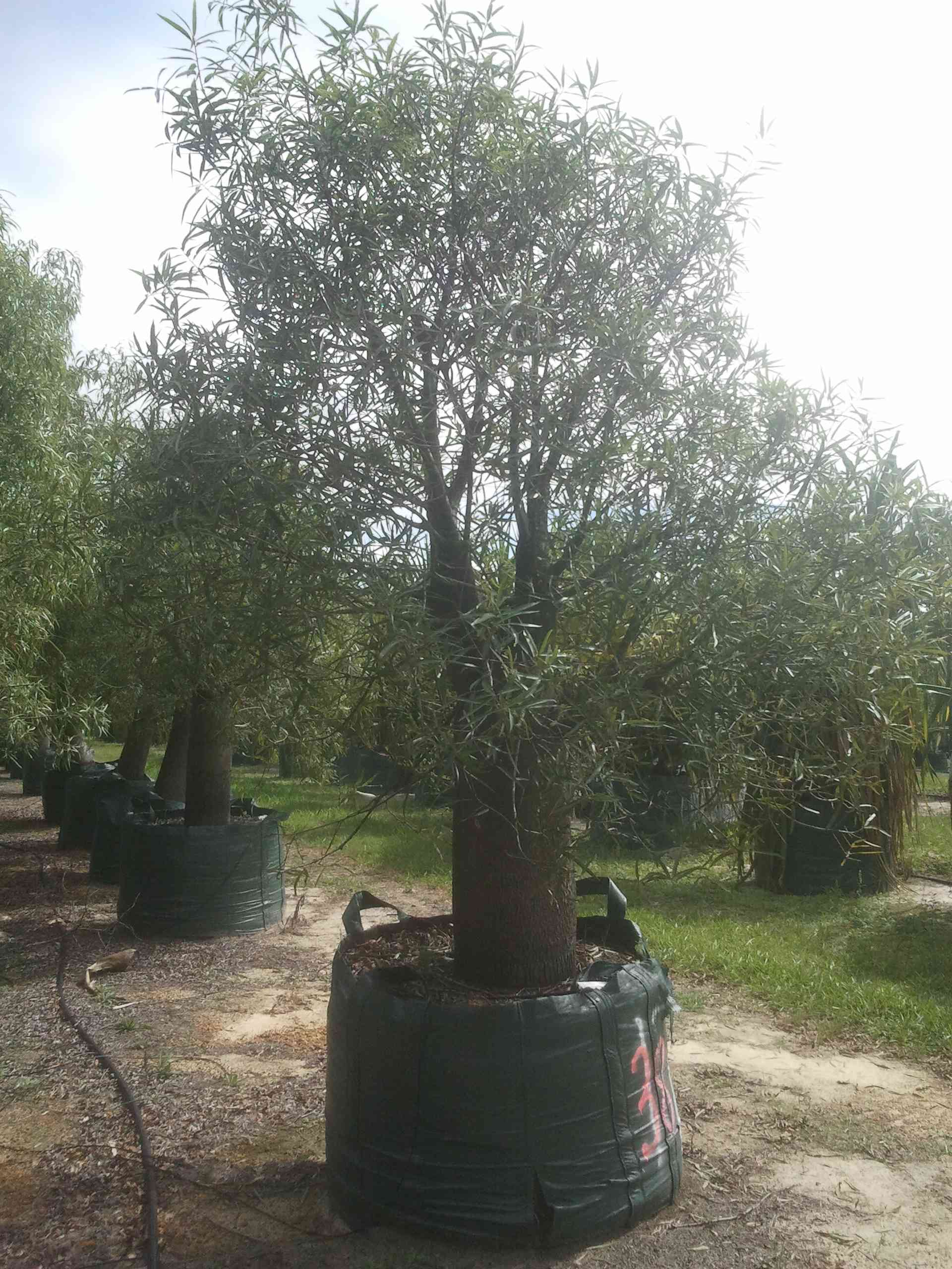 FINE LEAF QLD BOTTLE TREES IN 45 LITRE GROWBAGS 1-1.5 metre tall Qld OZ ...