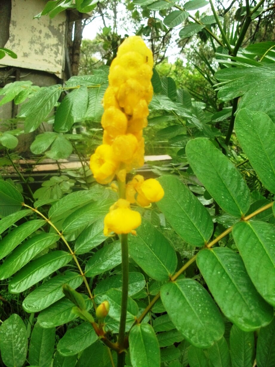 Medicinal Uses/Benefits Of Candlestick Cassia Alata (Akapulko | Seemai ...