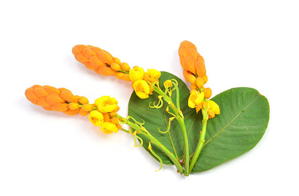 Medicinal Uses/Benefits Of Candlestick Cassia Alata (Akapulko | Seemai ...