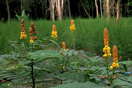 Medicinal Uses/Benefits Of Candlestick Cassia Alata (Akapulko | Seemai ...