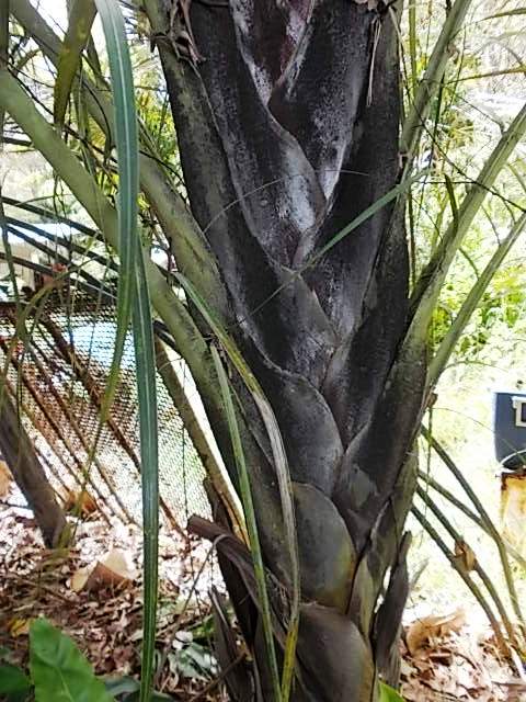TRIANGLE PALMS SEEDS 4 SALE HERE QLD OZ $6+p/p – Sunblest Products
