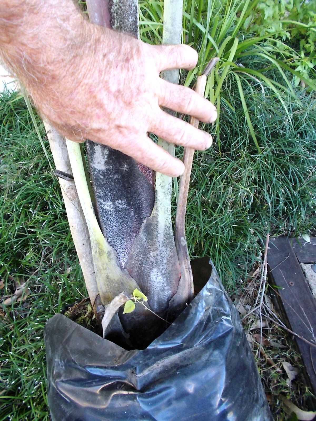 TRIANGLE PALMS SEEDS 4 SALE HERE QLD OZ $6+p/p – Sunblest Products