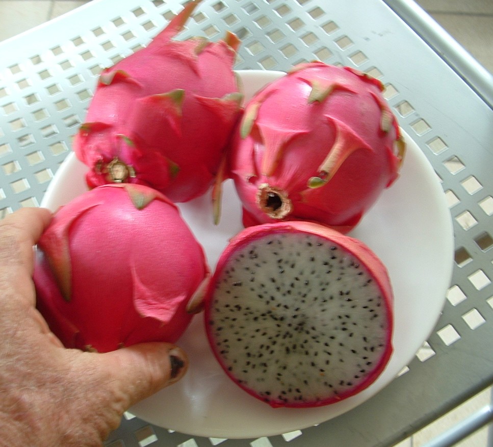 GIANT WHITE DRAGON FRUIT SEEDS 4 SALE HERE QLD OZ FRUIT SIZE 956g $4 ...