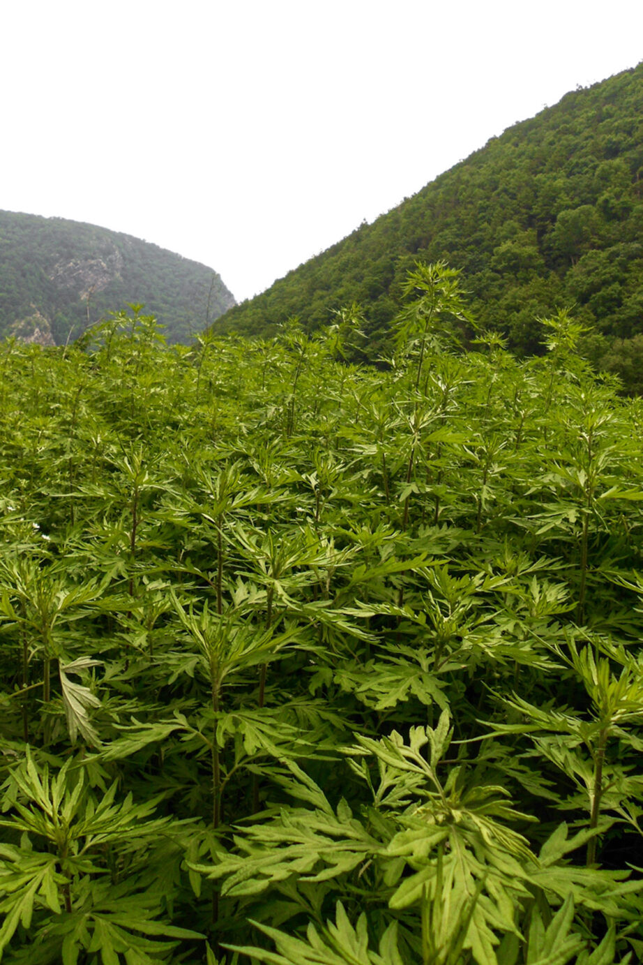 How to Use Mugwort for Dreams, Sleep, Smoking & more.Info Article By ...