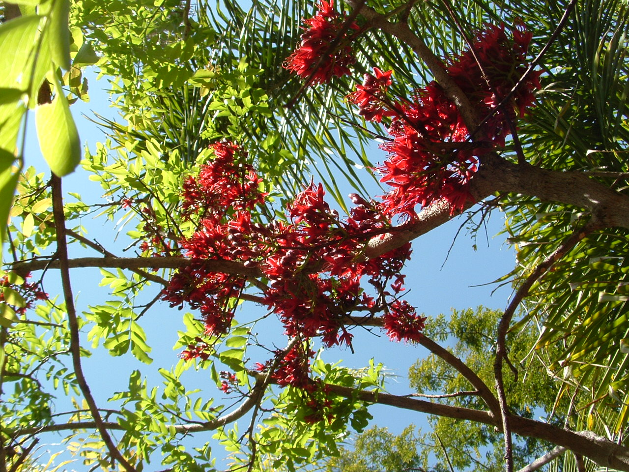 ADVANCED DRUNKEN PARROT TREES 3-4m IN GROW BAGS 4 SALE QLD OZ $ASK ...