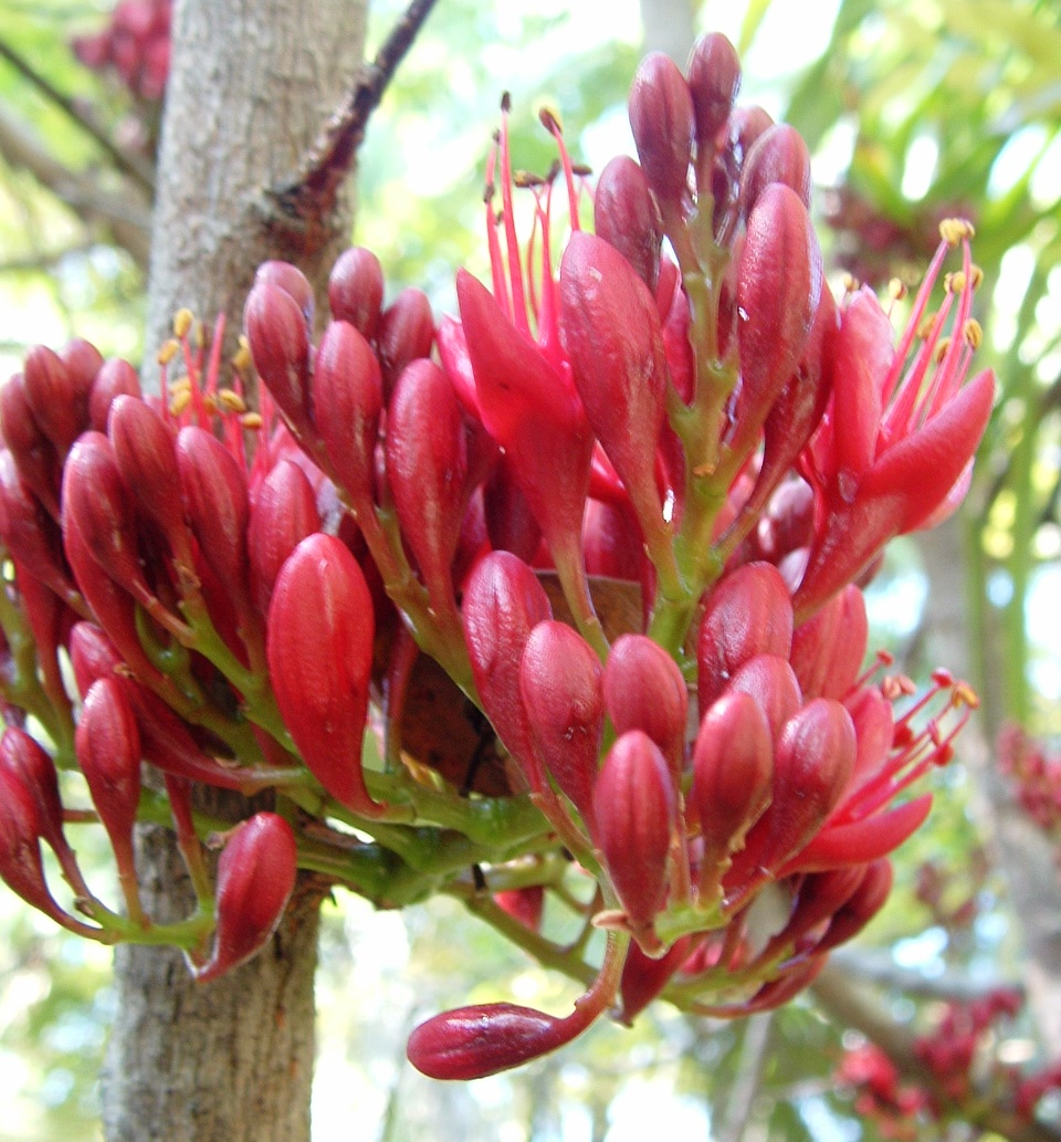 ADVANCED DRUNKEN PARROT TREES 3-4m IN GROW BAGS 4 SALE QLD OZ $ASK ...