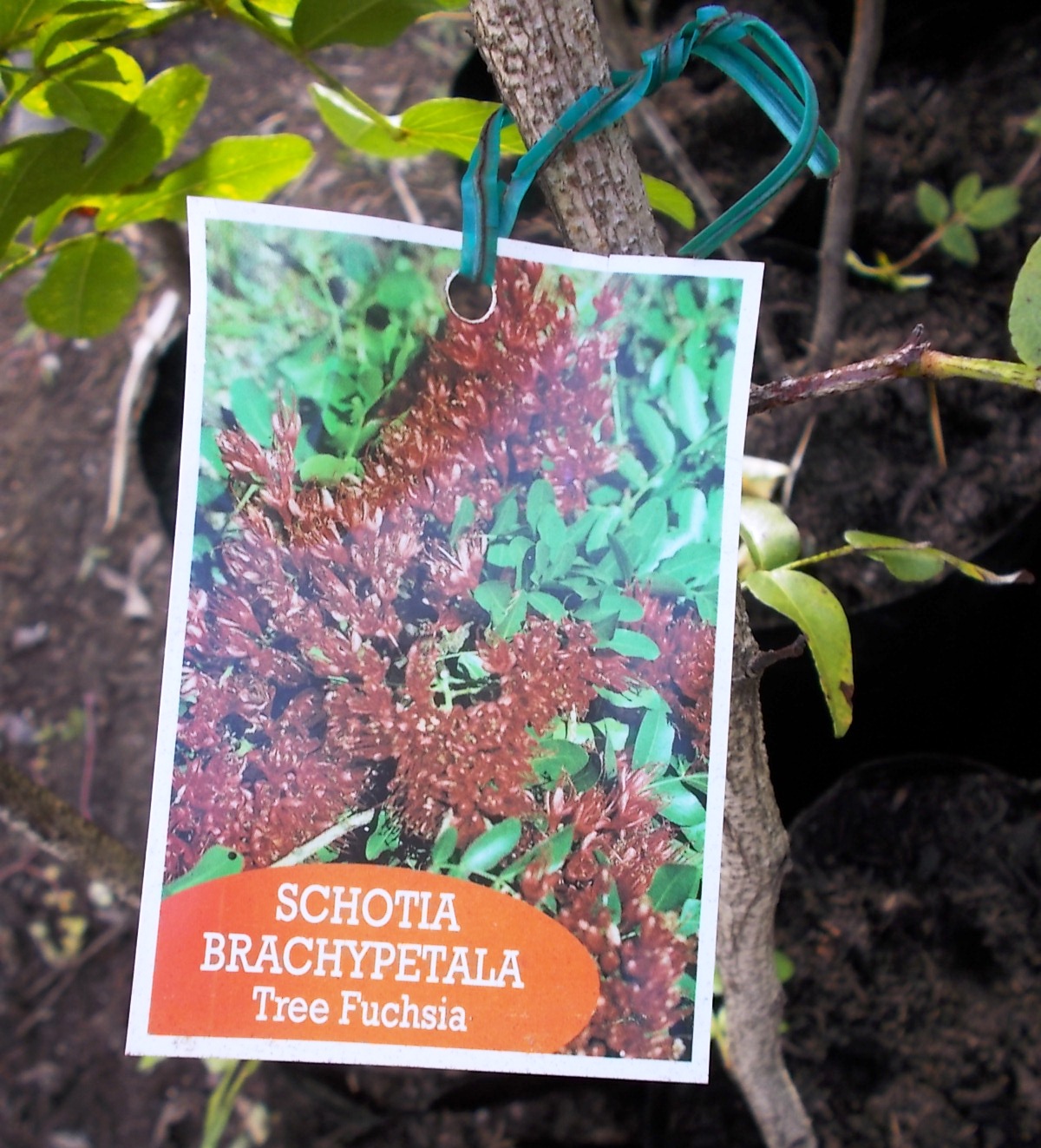 ADVANCED DRUNKEN PARROT TREES 3-4m IN GROW BAGS 4 SALE QLD OZ $ASK ...