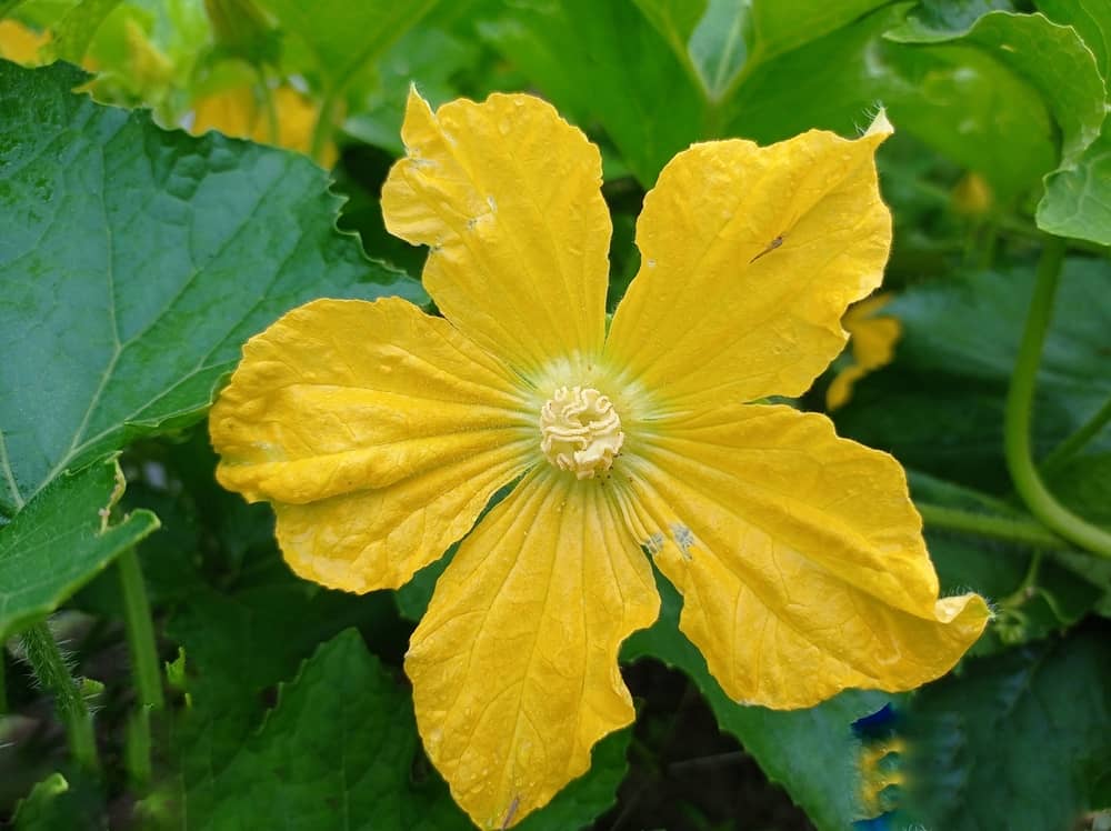 How to Grow Luffa Gourds Best Guide to Create Your Own Sponges. Info ...