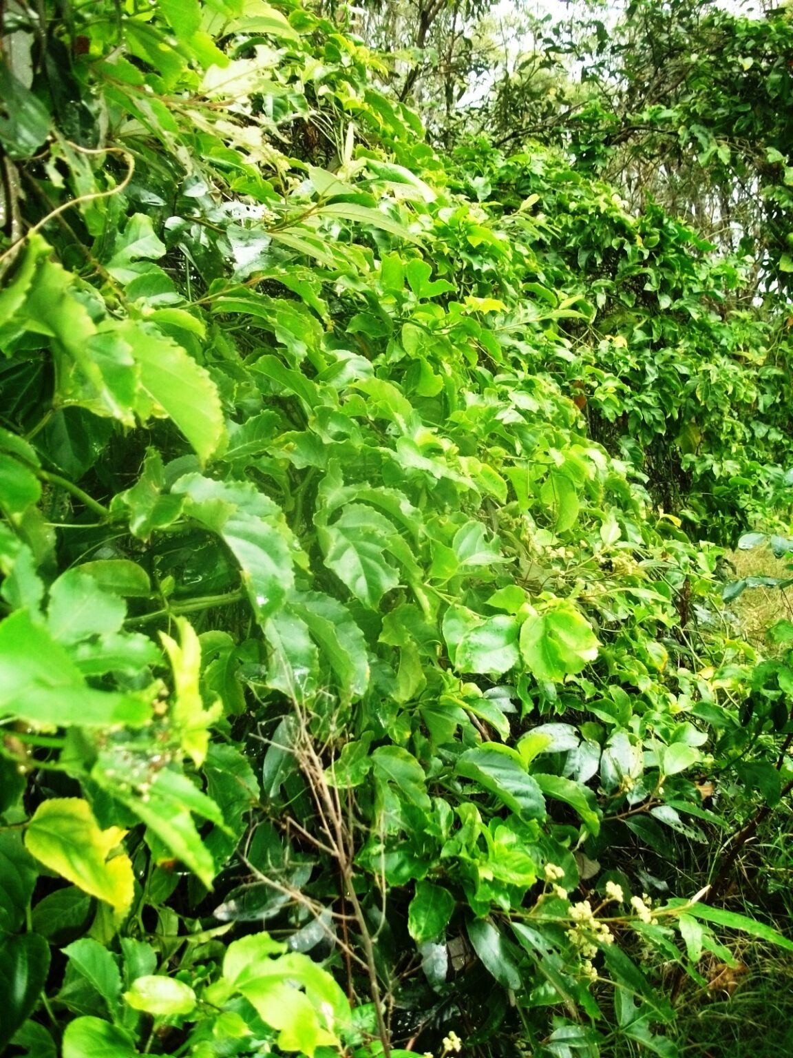 HAWAIIAN GOLD PASSIONFRUIT VINE PLANTS FOR SALE HERE QLD OZ $15 ...