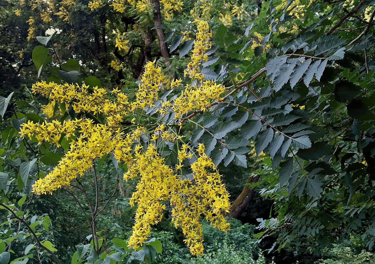 GOLDEN RAIN TREE IN A 300 LITRE GROW-BAG Koelreuteria paniculata 3m FOR ...