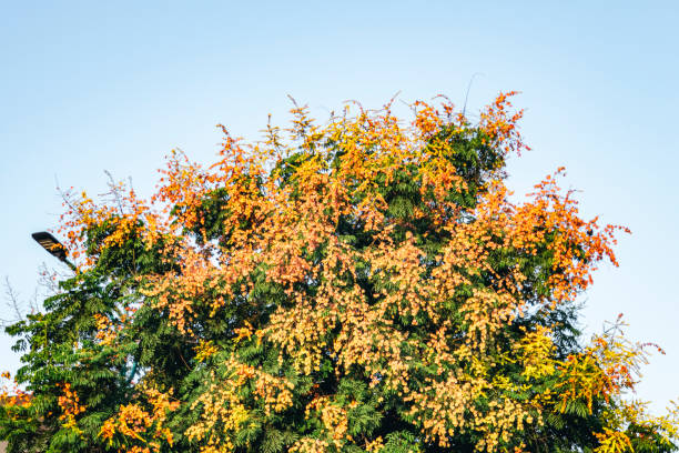 GOLDEN RAIN TREE IN A 300 LITRE GROW-BAG Koelreuteria paniculata 3m FOR ...