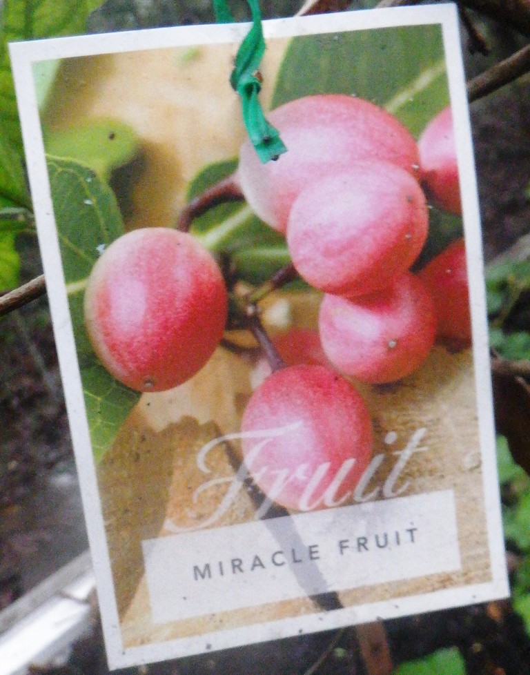 MIRACLE BERRY FRUIT TREE & OTHER EXOTICS INFO VIDEO & TREES FOR SALE ...