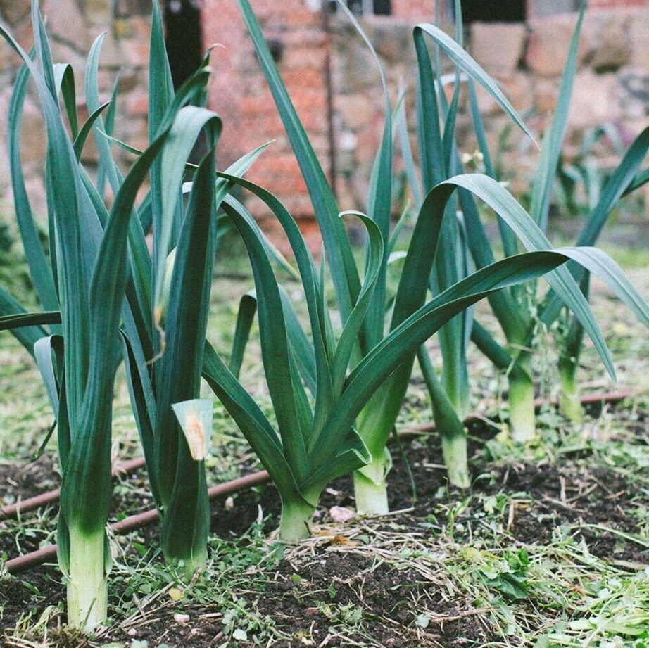 GROWING LEEKS FROM SEED INFO HOW TO INFO ARTICLE + SEEDS 4 SALE ...