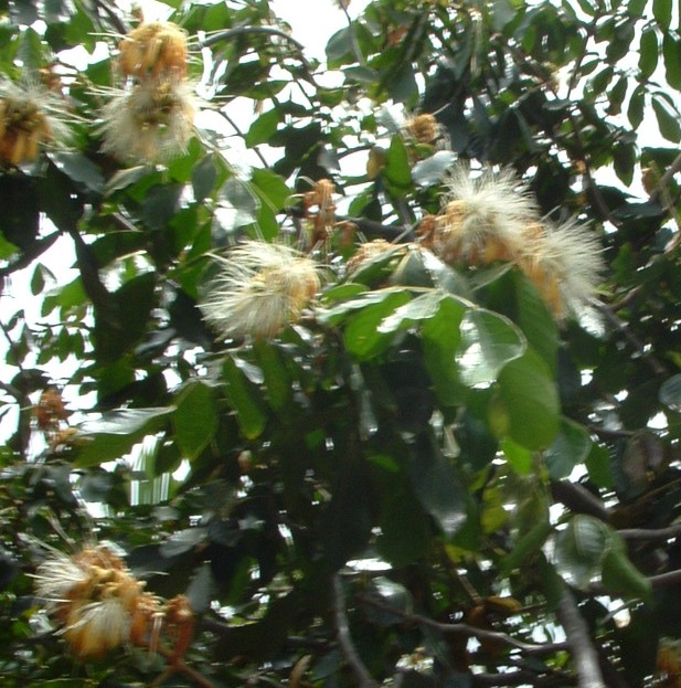 ICE-CREAM BEAN TREES 4 SALE HERE QLD OZ $ neg – Sunblest Products