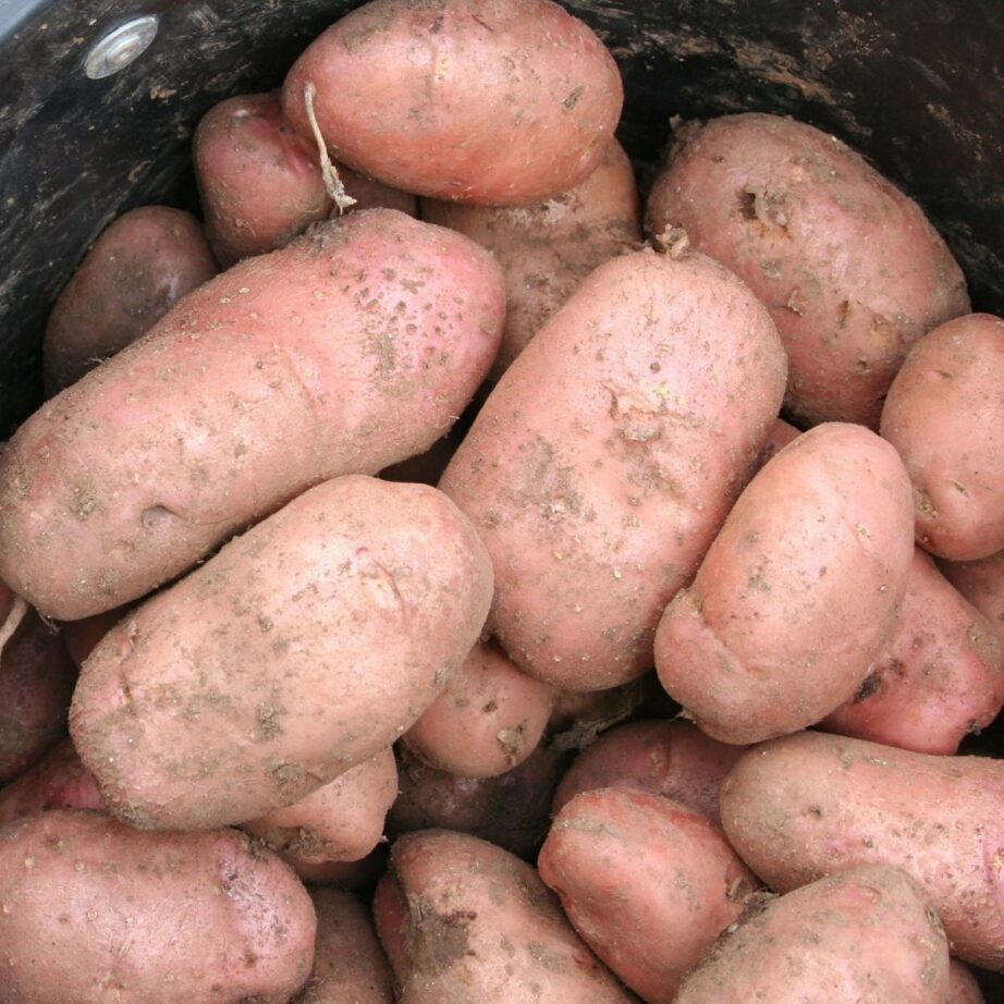 TUTORIAL 12 VIDEOS ON HOW TO GROW POTATOES AT HOME – Sunblest Products