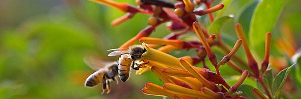 Why Bumble Bees Are the Fuzzy Heroes We Need. Info Video Article ...
