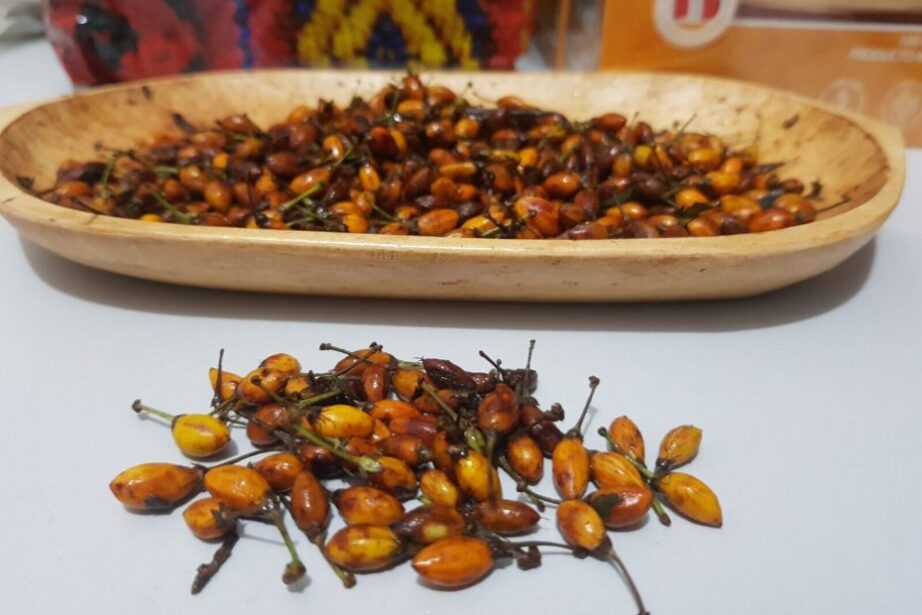 COCA A VERY ADDICTIVE PLANT.WATCH INFO VIDEO.OZ bush seeds – Sunblest ...