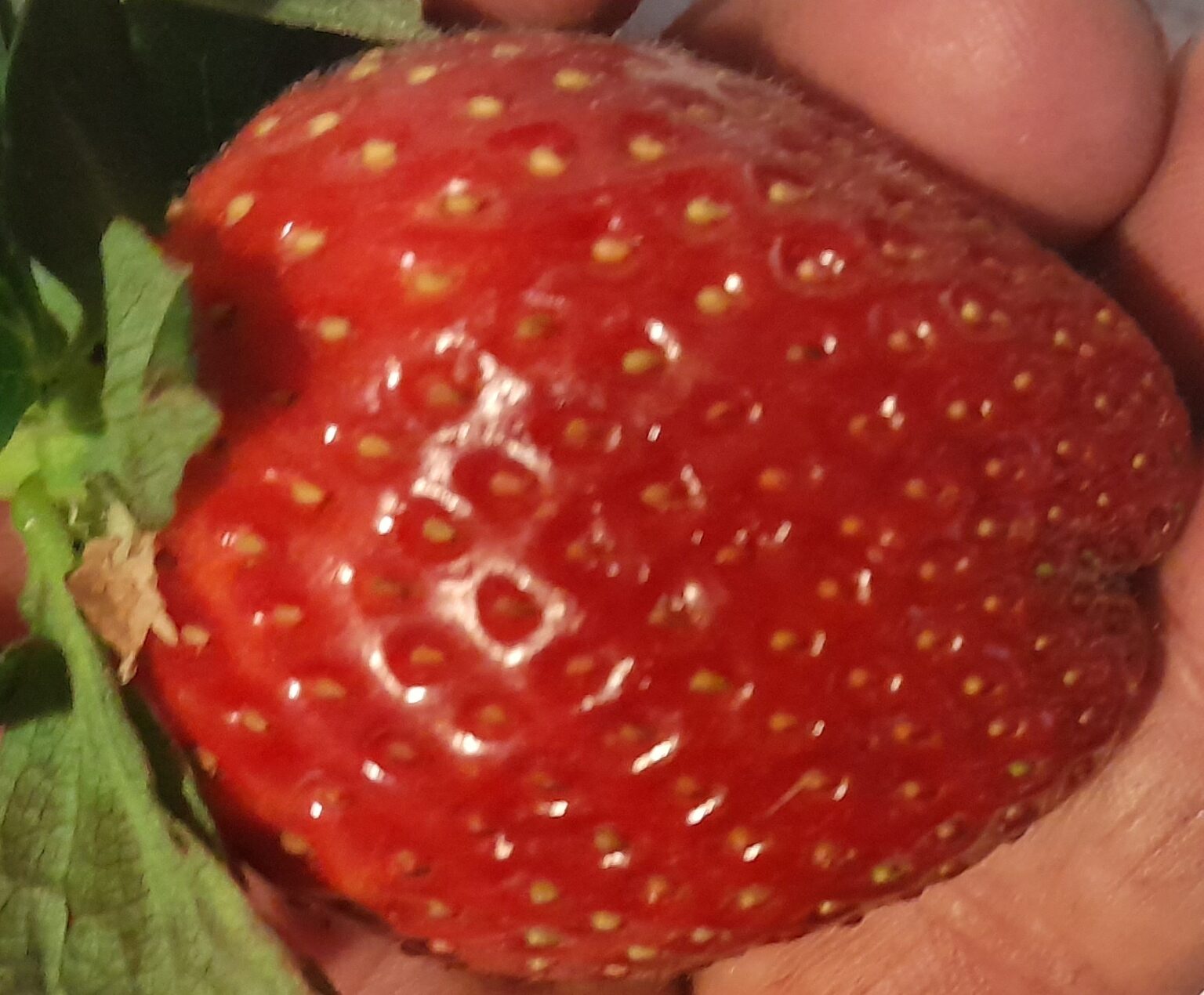 A Tablespoon Under Each Plant And You’ll Get A Crop Of Giant ...